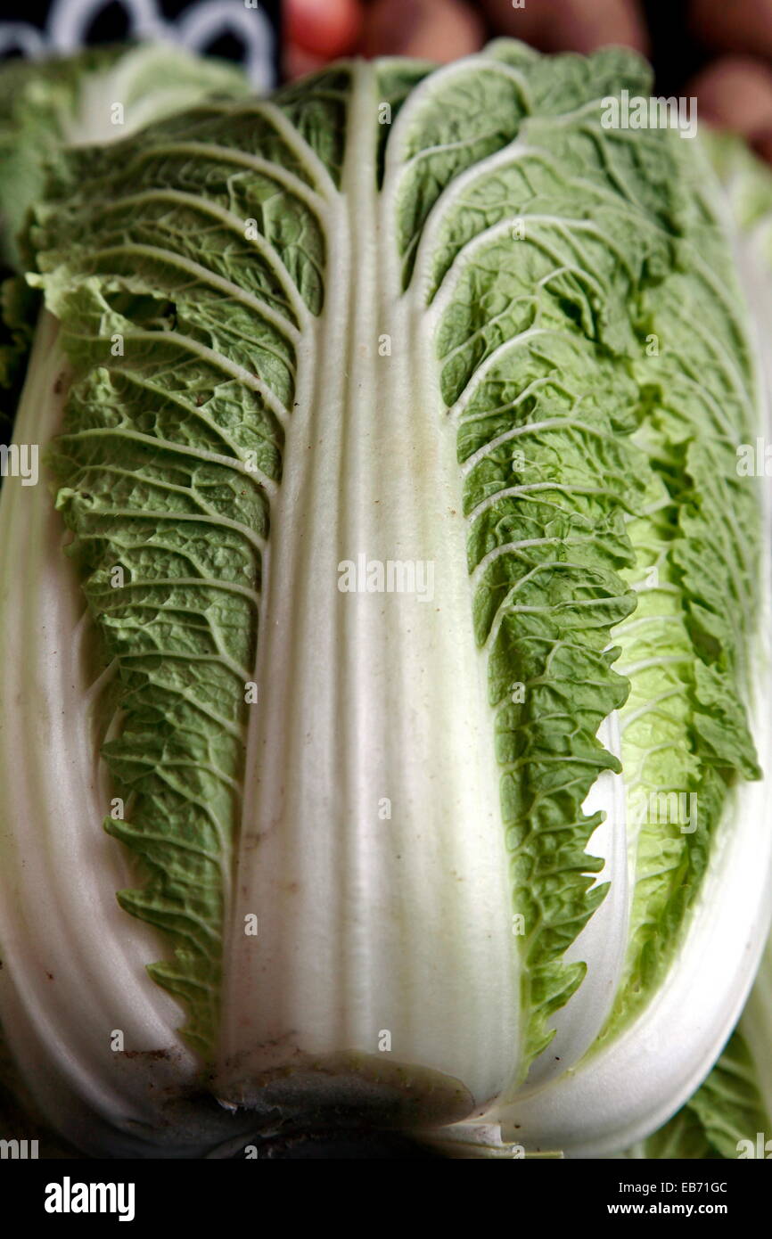 A pile of fresh, ripe lettuce leaves Stock Photo - Alamy