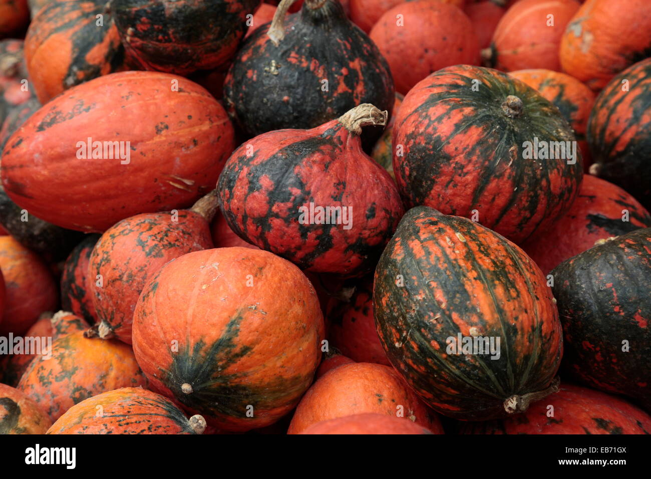 Assortment of Cucurbitaceae various types of squashes, pumpkin, and ...