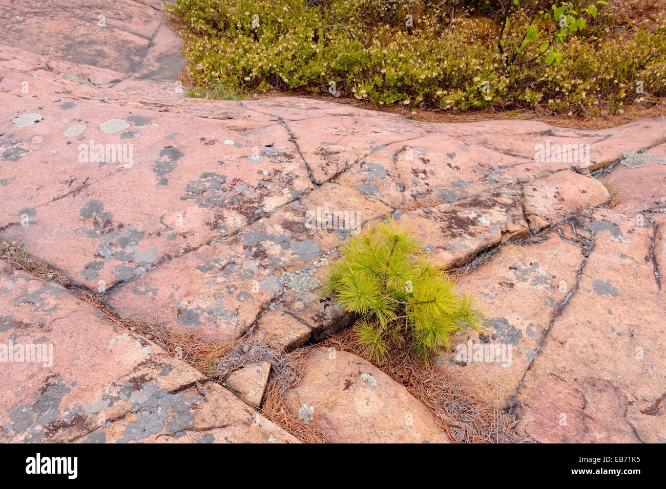 Canadian Shield granite outcrops with Eastern white pine Pinus strobus ...