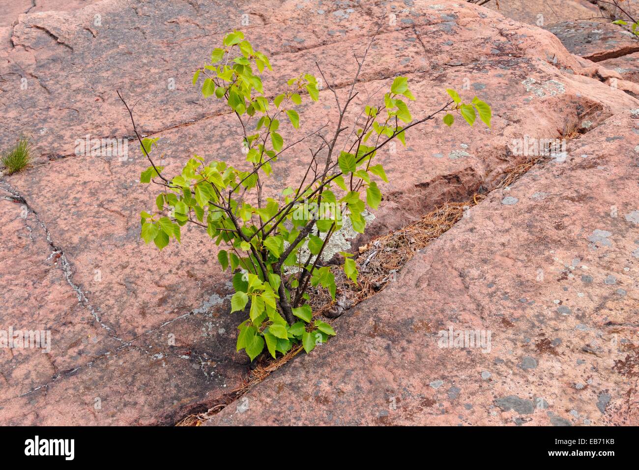 Canadian Shield granite outcrops with Birch seedling, Killarney ...