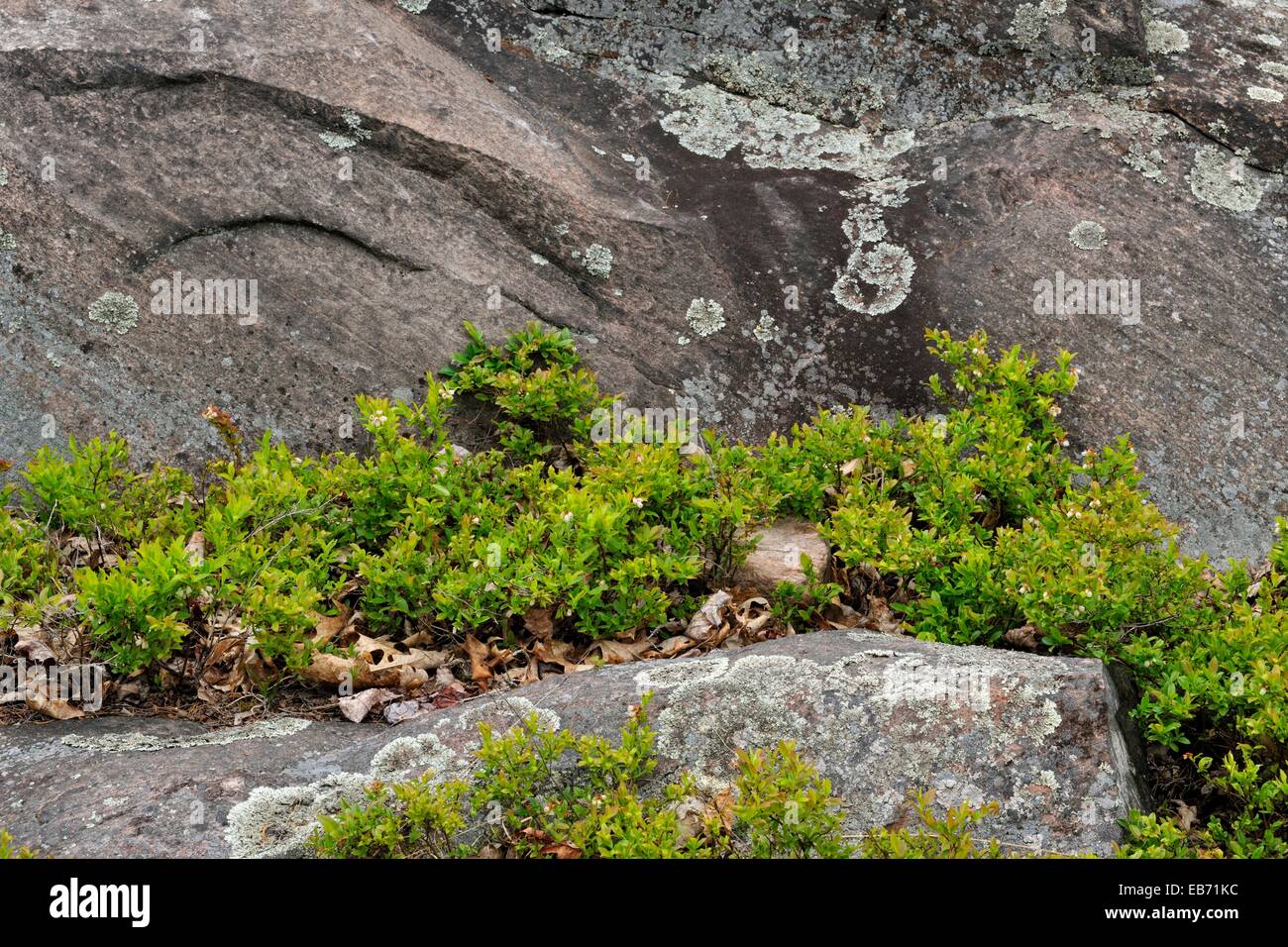 Canadian Shield granite outcrops with flowering lowbush Blueberry ...