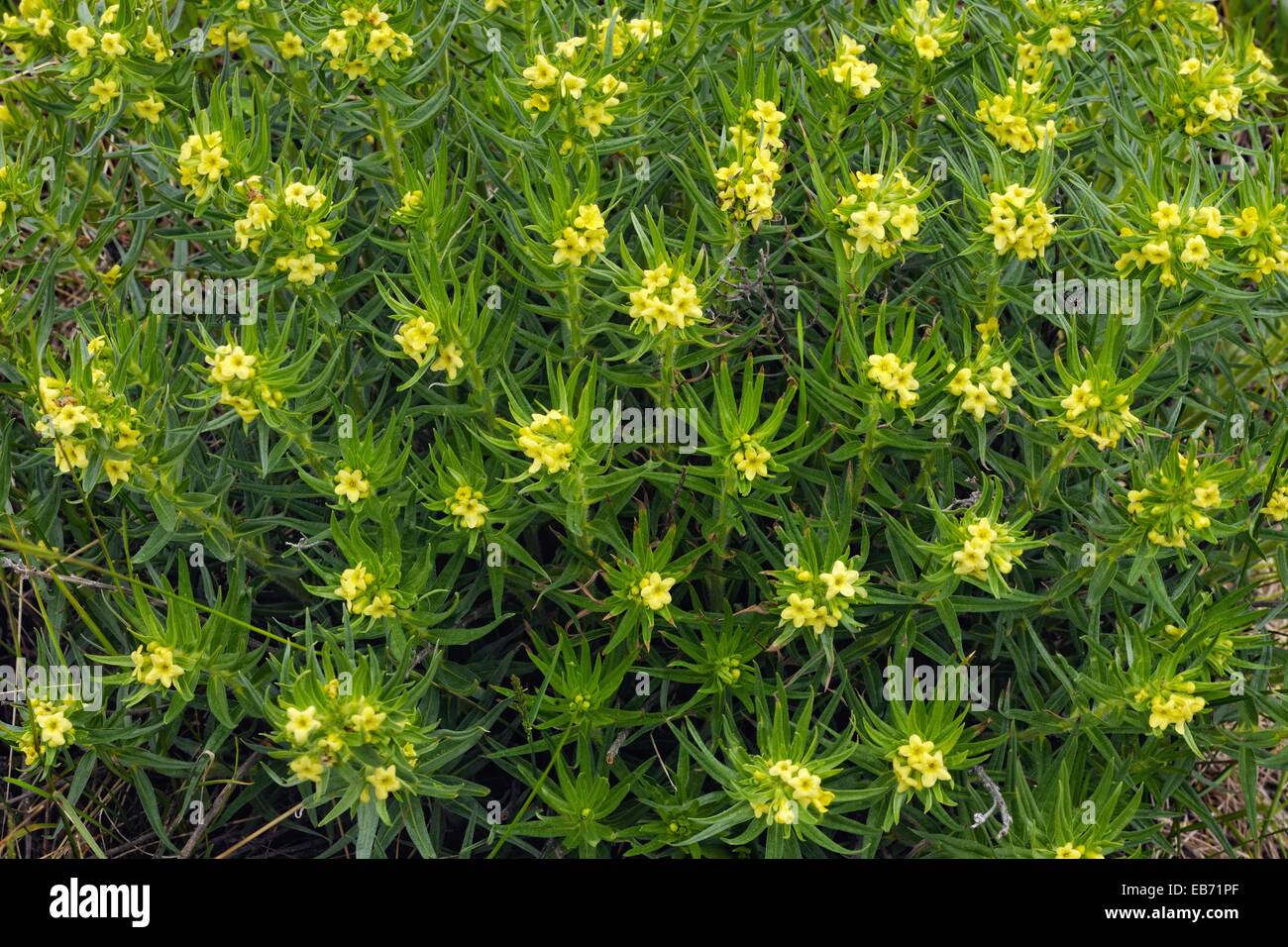 American gromwell hi-res stock photography and images - Alamy