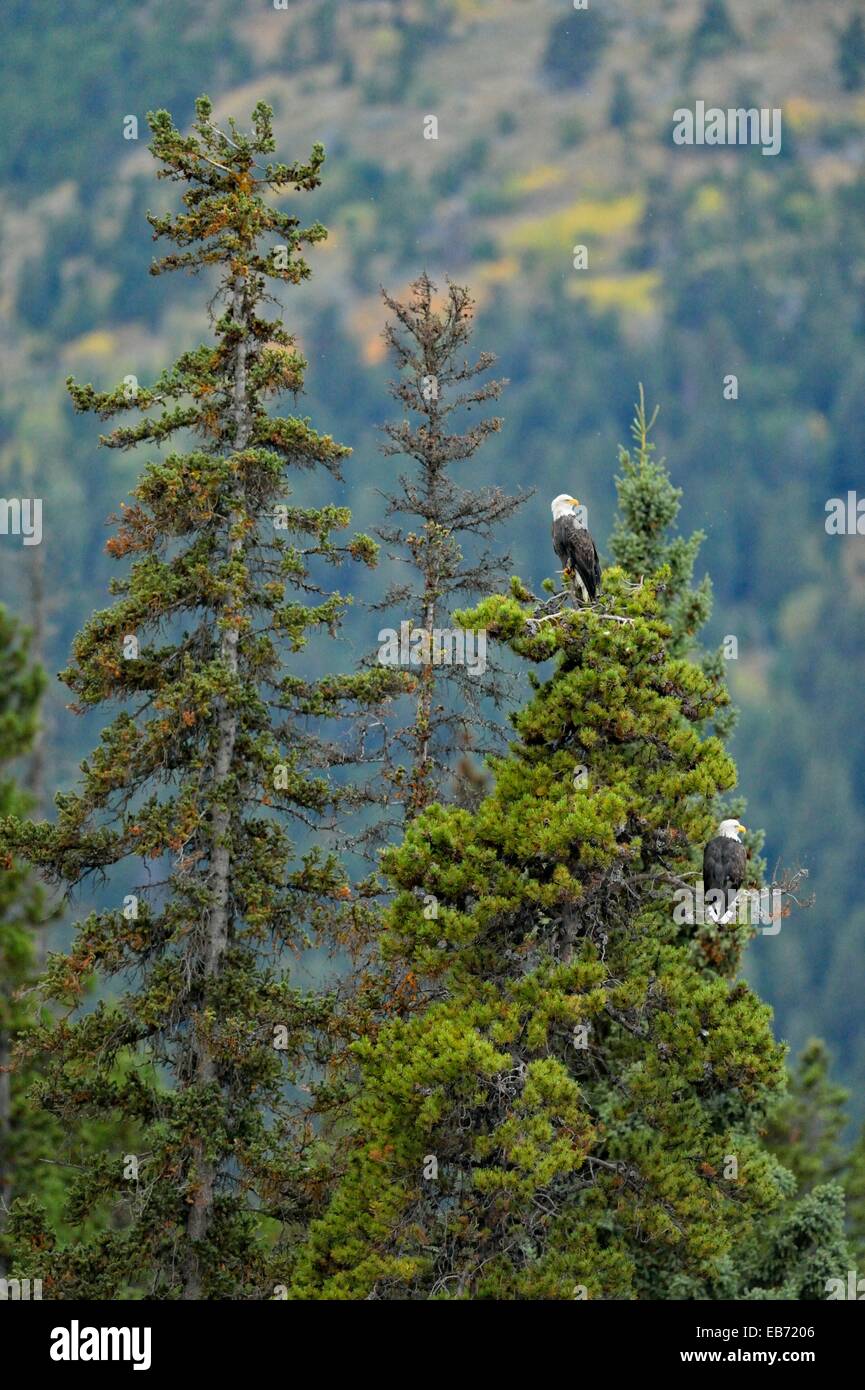 Diverse ecosystem forest animal hi-res stock photography and images - Alamy