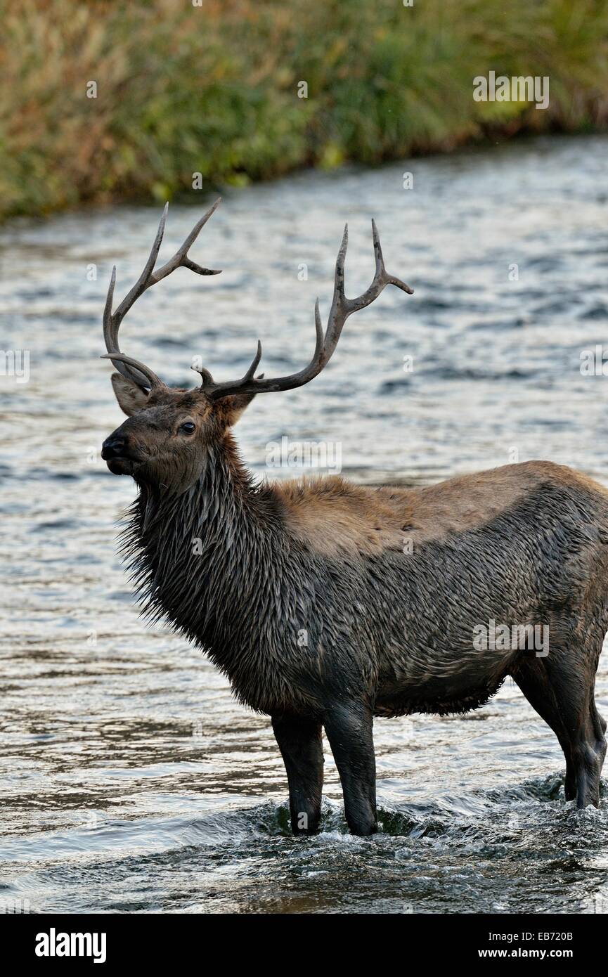 Stag in river hi-res stock photography and images - Alamy