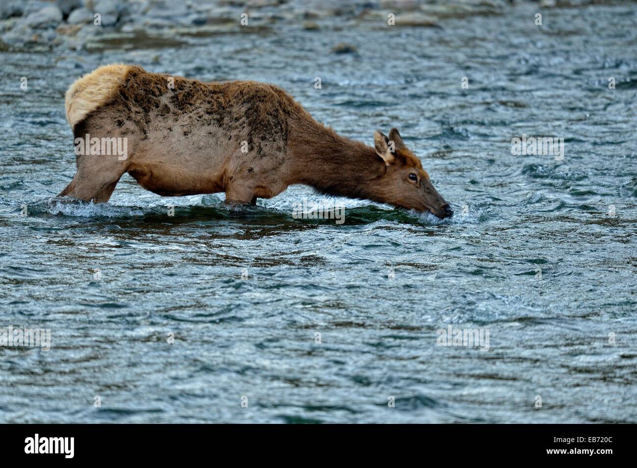 Female elk drinking hi-res stock photography and images - Alamy