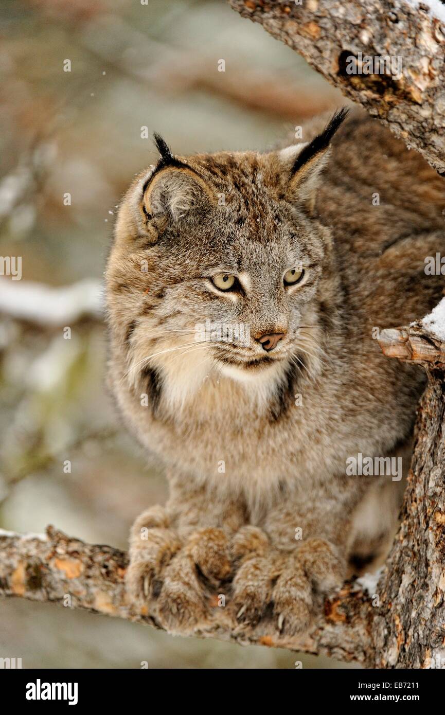 Canadian Lynx (Lynx canadensis) in late autumn mountain habitat ...