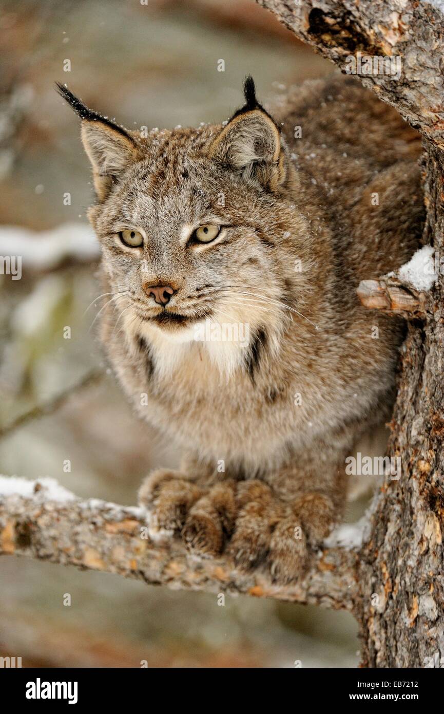 Late adaptation hi-res stock photography and images - Alamy