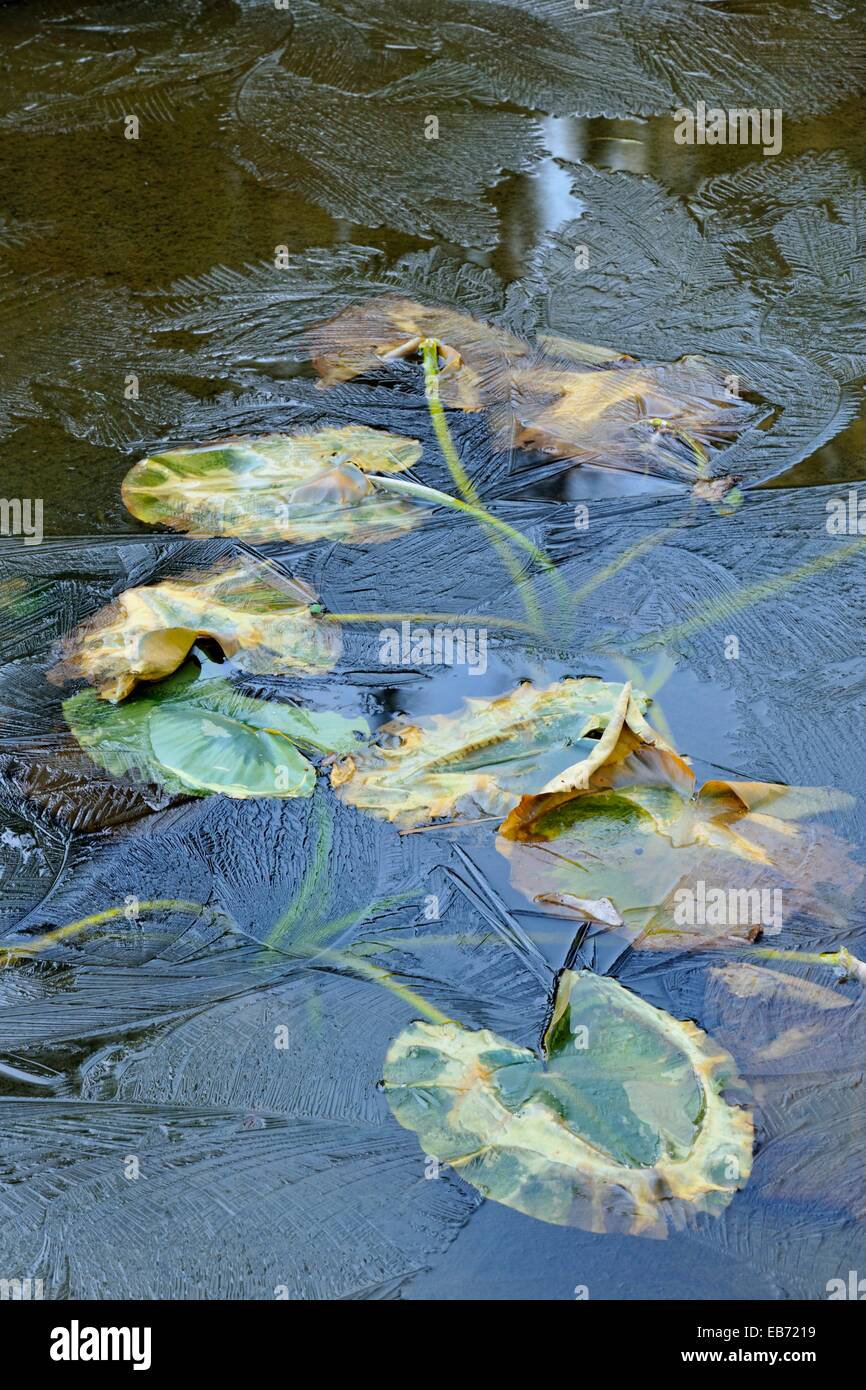 Isa lake yellowstone hi-res stock photography and images - Alamy