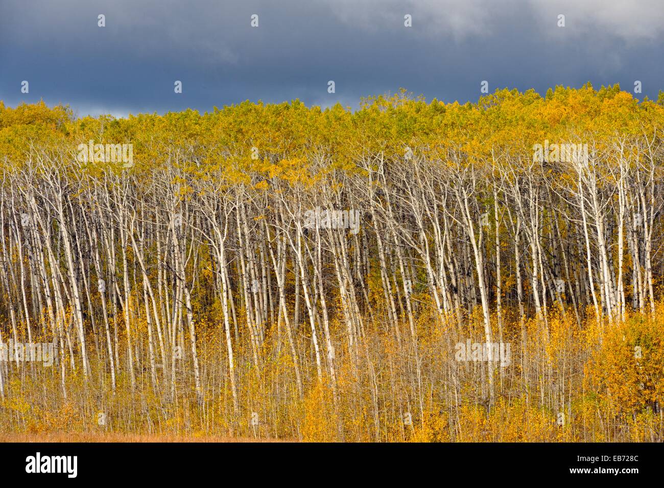Longview alberta hi-res stock photography and images - Alamy