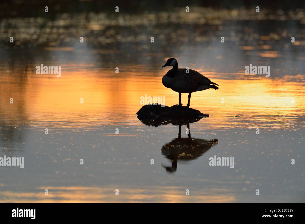 Beaver goose hi-res stock photography and images - Alamy