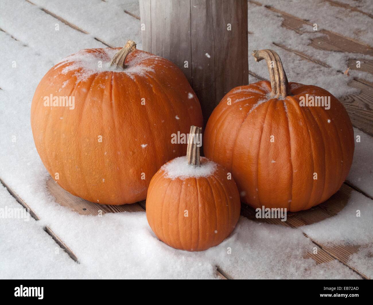 Snow On The Pumpkin High Resolution Stock Photography and Images - Alamy