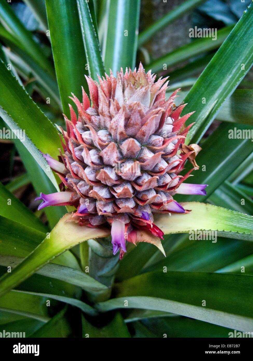 Unripe pineapple fruit Stock Photo - Alamy