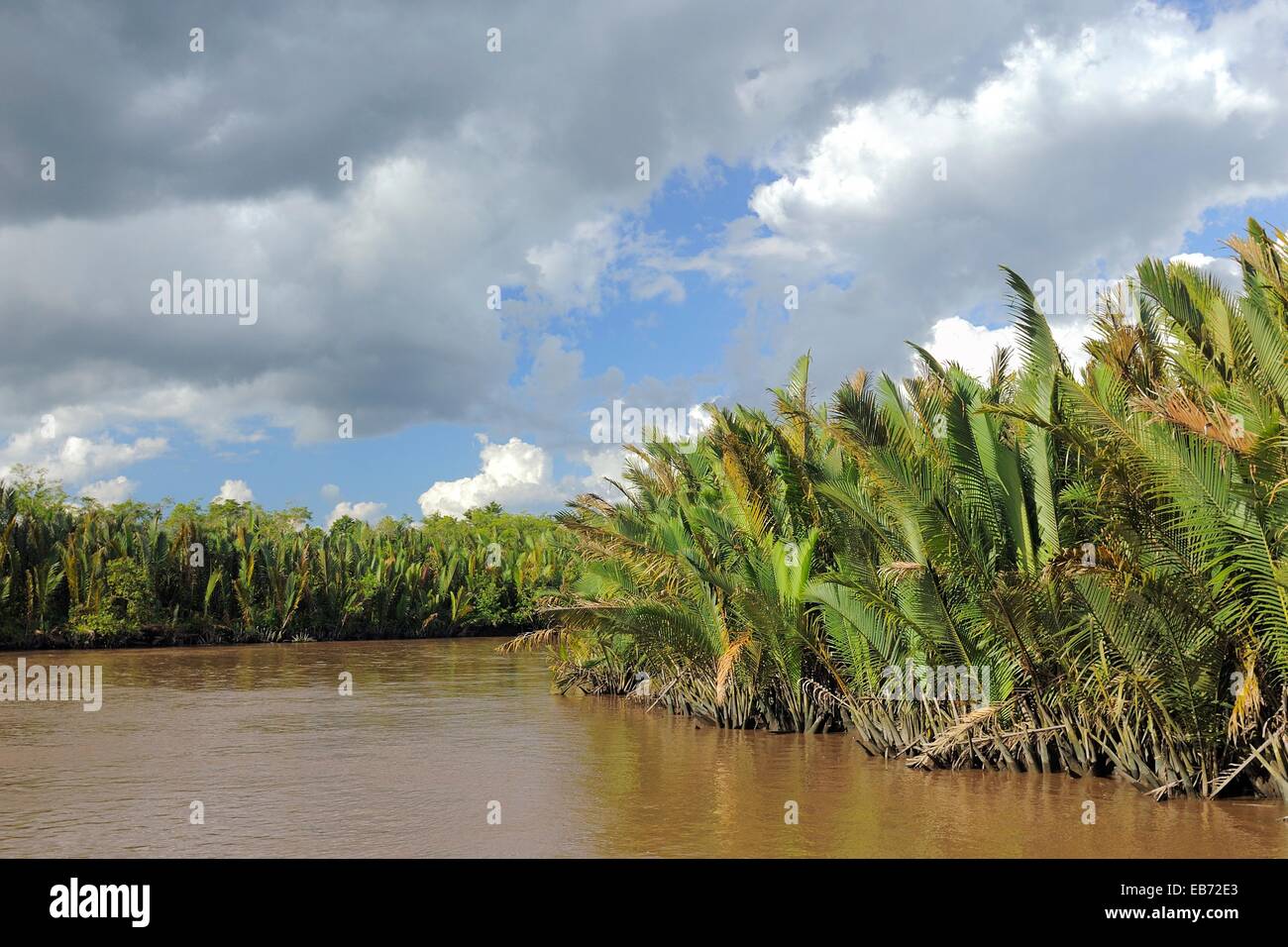 Nipa palms hi-res stock photography and images - Alamy