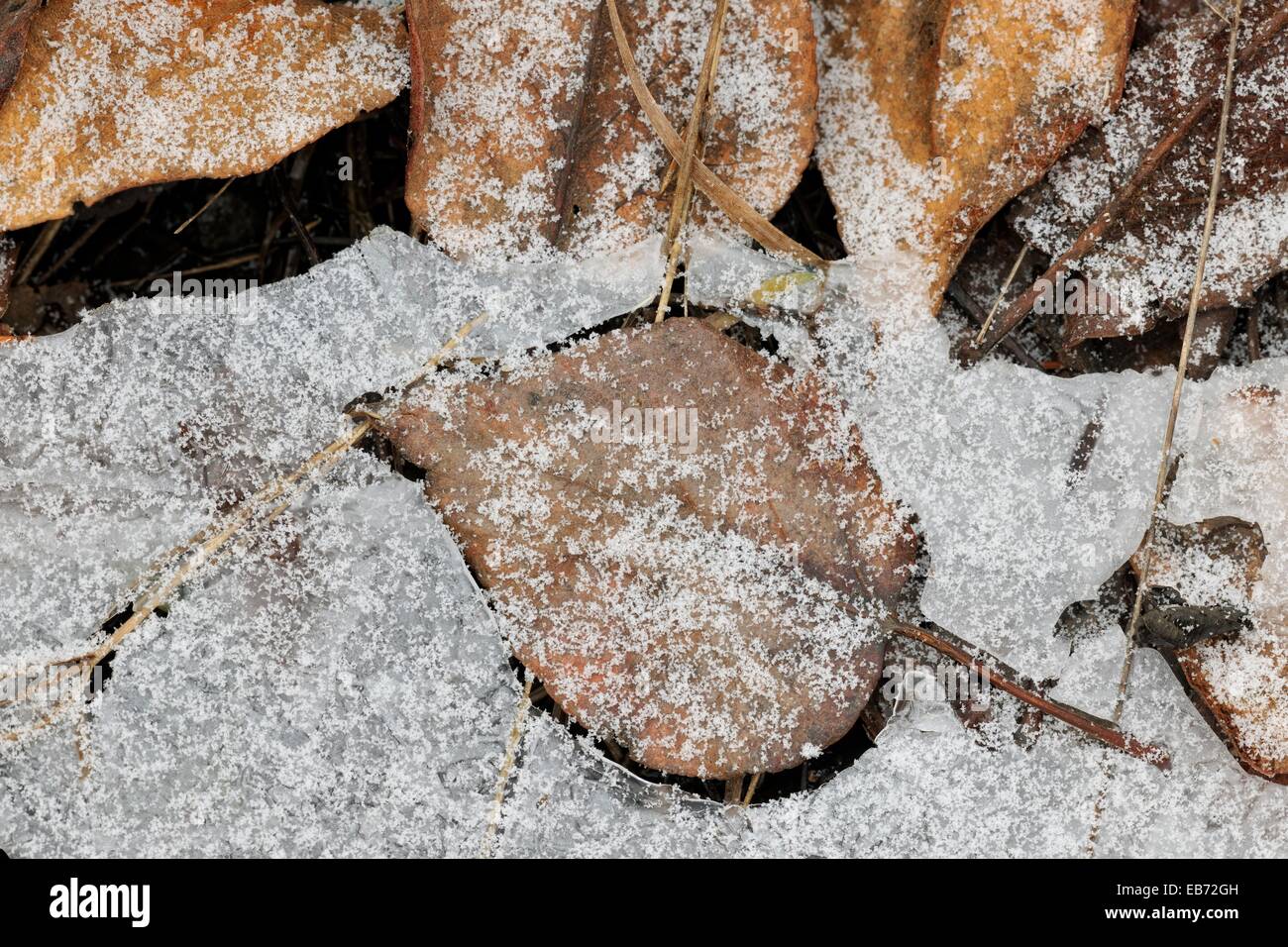 A dusting of snow on grasses, leaves and ice in a roadside ditch ...