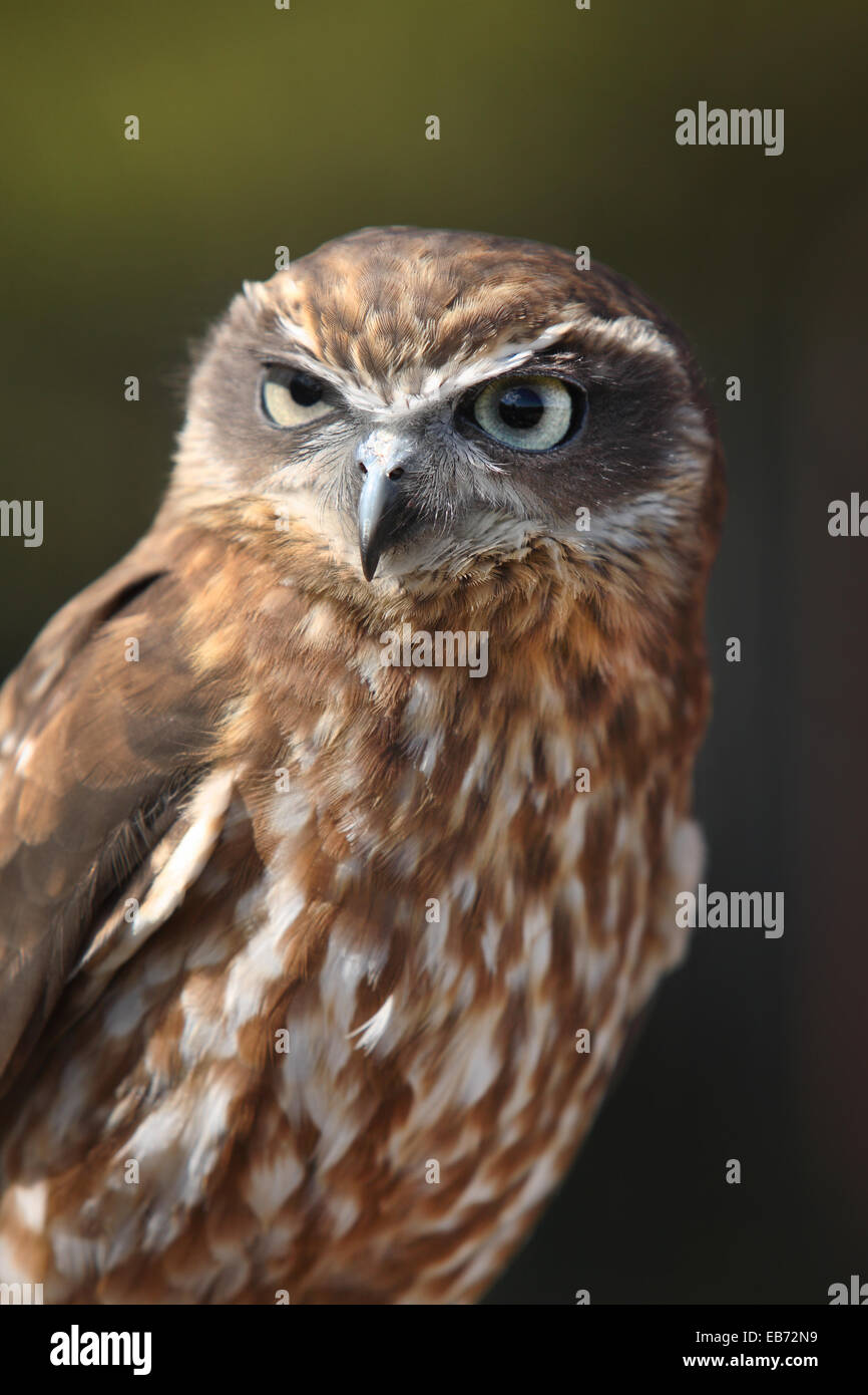 Southern boobook owl hi-res stock photography and images - Alamy