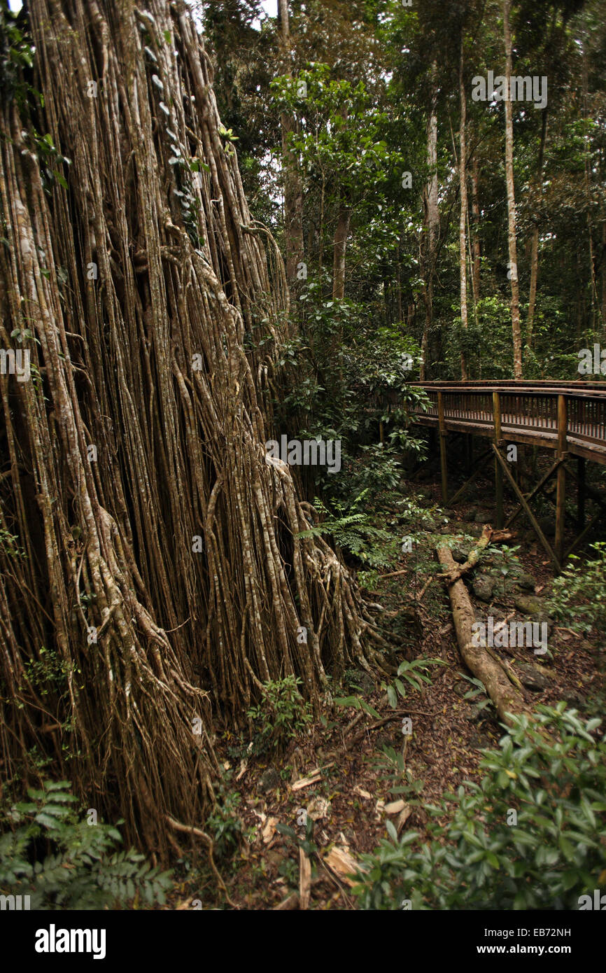 Atherton tablelands aerial hi-res stock photography and images - Alamy