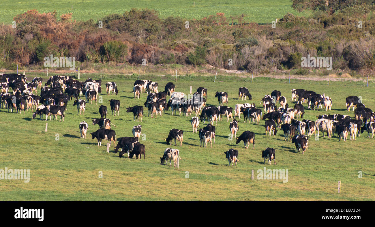 cattle breeding in Australia Stock Photo - Alamy
