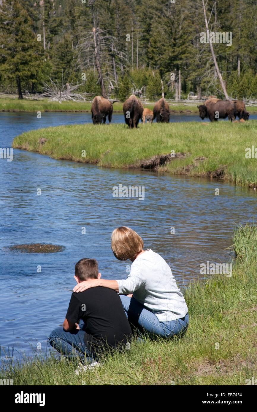 Buffalo heard hi-res stock photography and images - Alamy