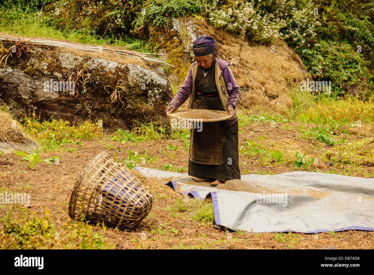 Manjo hi-res stock photography and images - Alamy