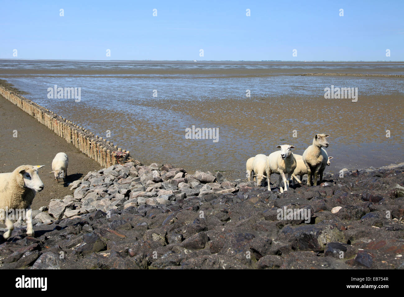 The land reclamation in the Wadden on the North Sea coast has a great ...