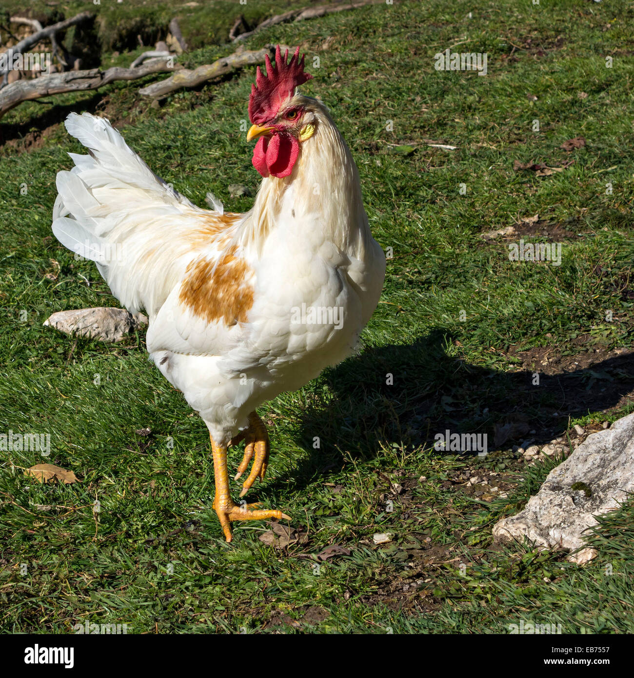 Domestic Fowl, White Rooster (Gallus gallus domesticus) on green grass ...