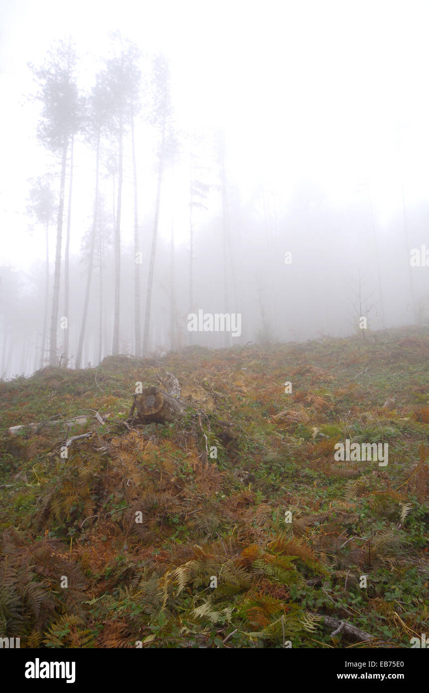 Painting of pine trees hi-res stock photography and images - Alamy