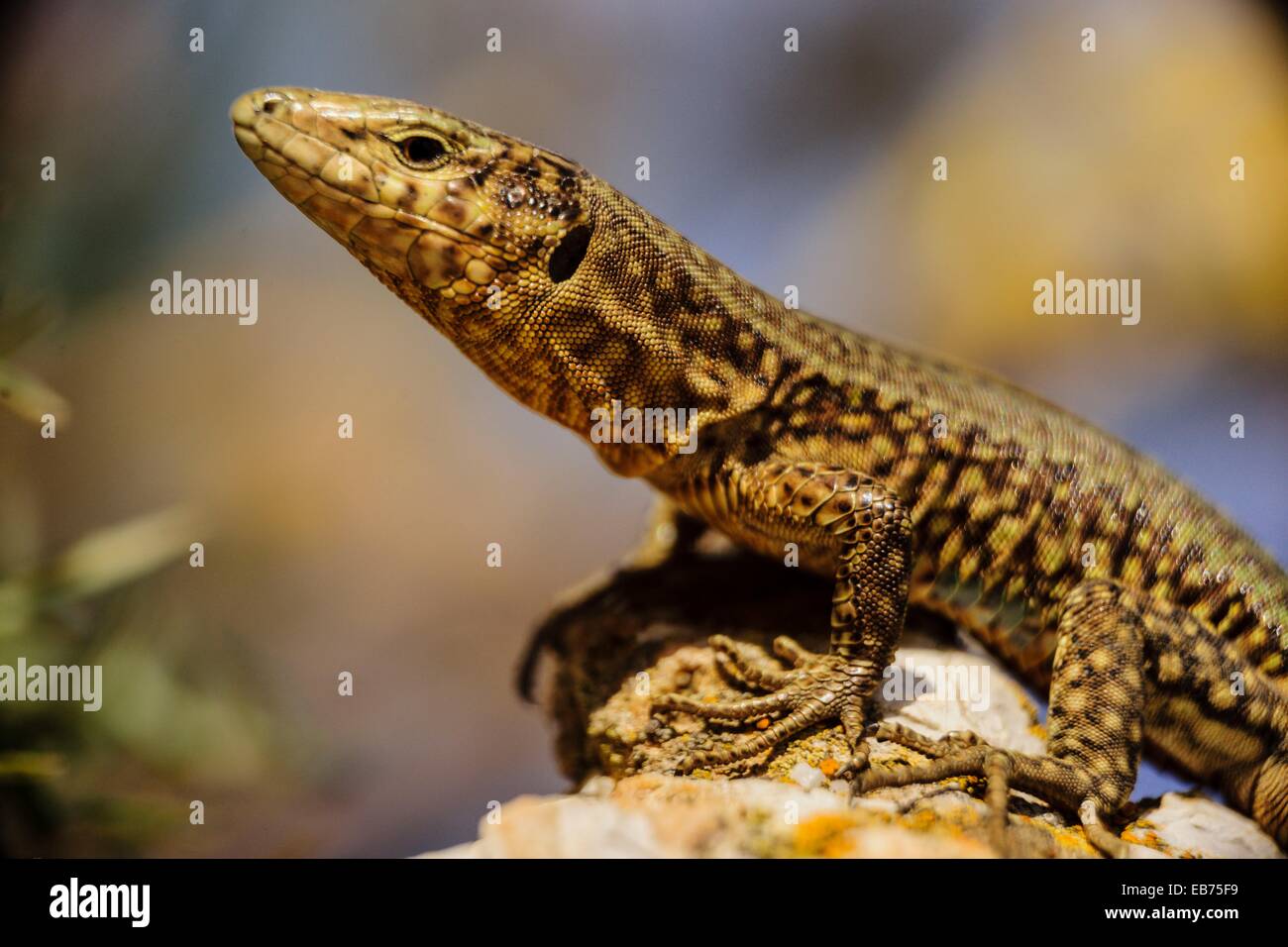 Balearic Wall Lizard Podarcis Lilfordi High Resolution Stock ...