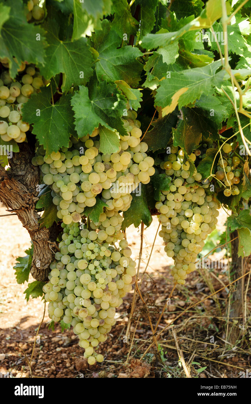 Healthy grape vines hi-res stock photography and images - Alamy