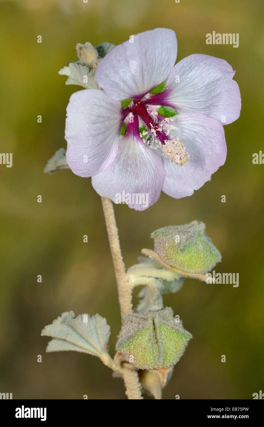 Lavatera Maritima High Resolution Stock Photography and Images - Alamy
