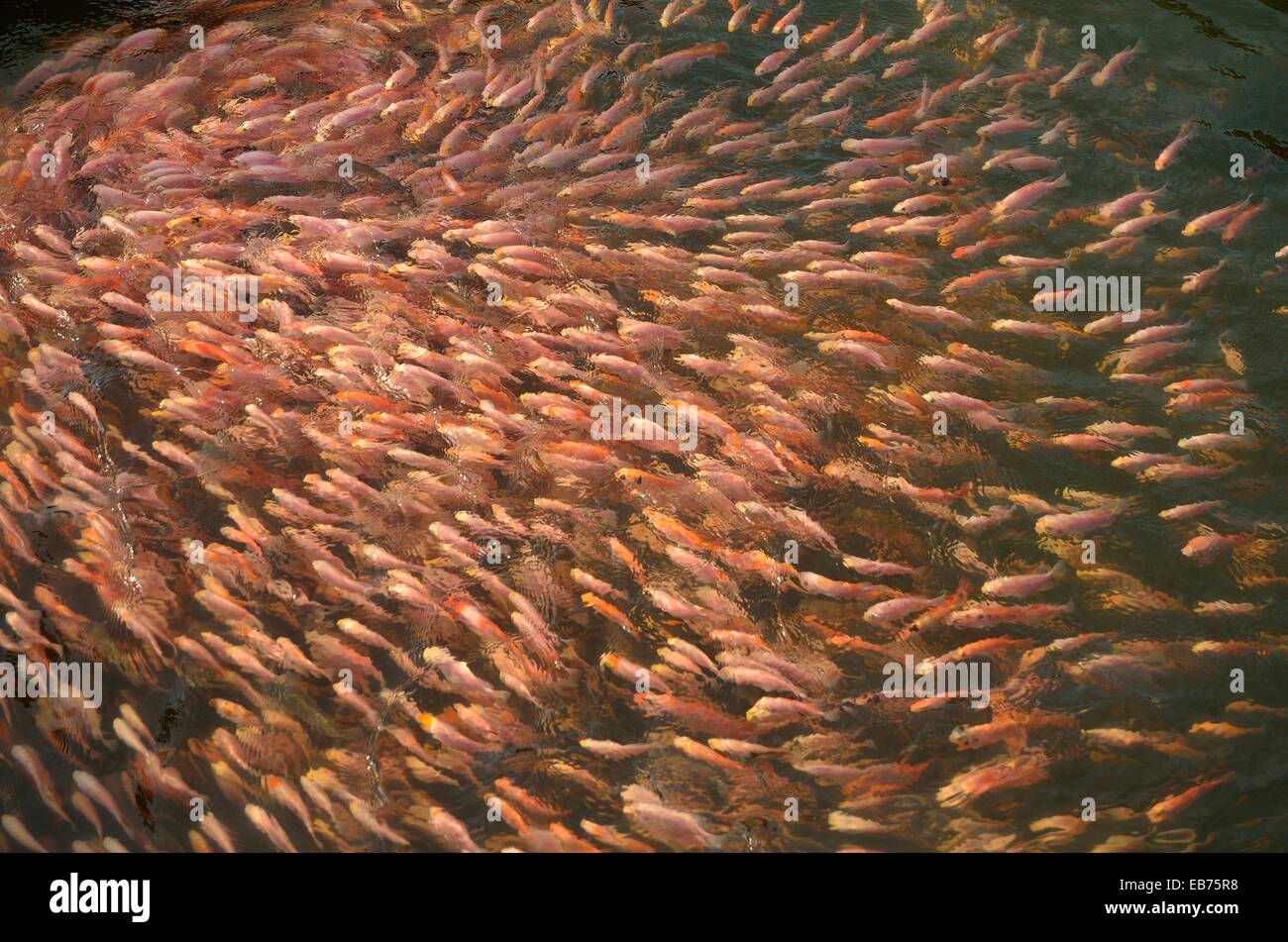 Madu River Stock Photos & Madu River Stock Images - Alamy