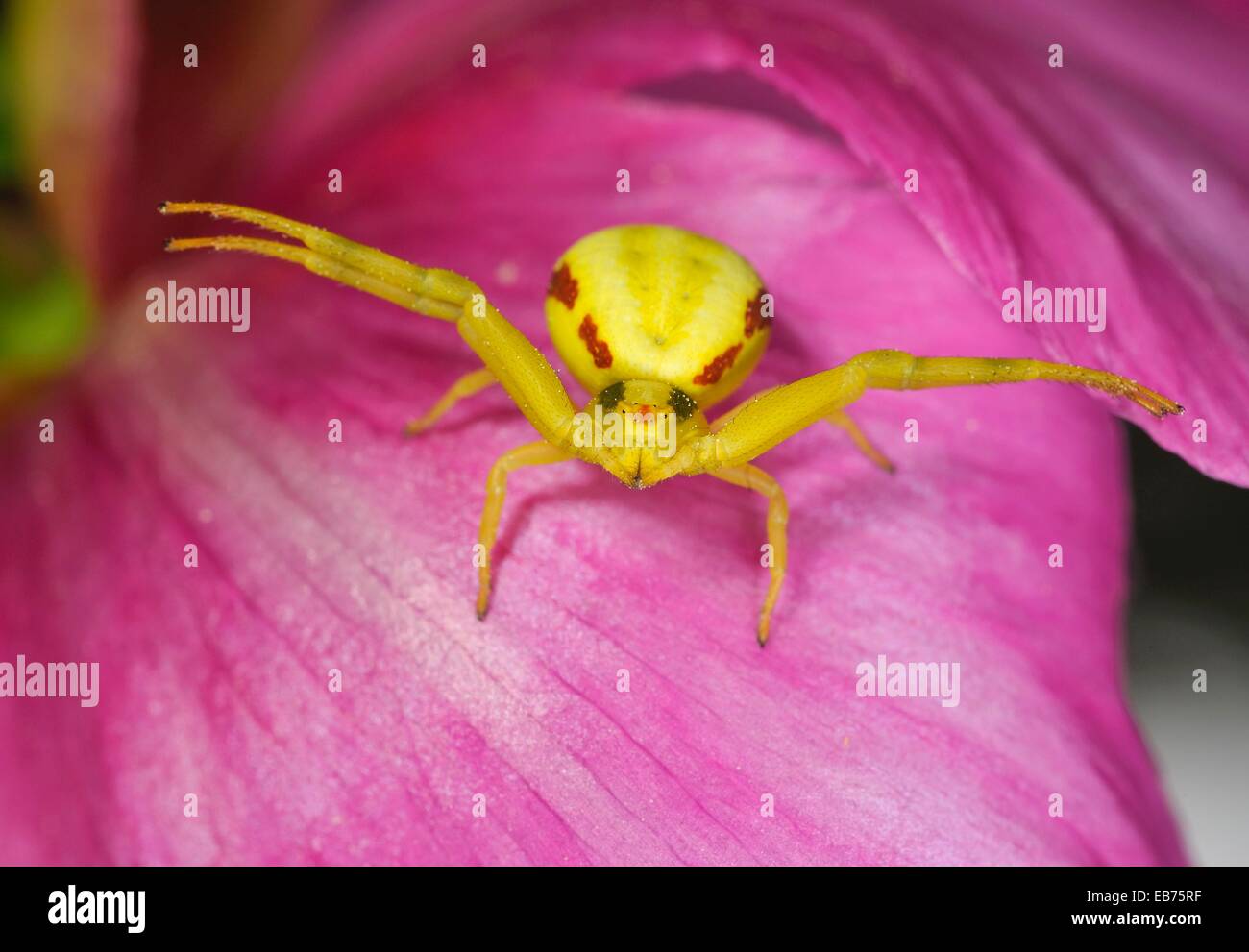 Thomisus hi-res stock photography and images - Alamy