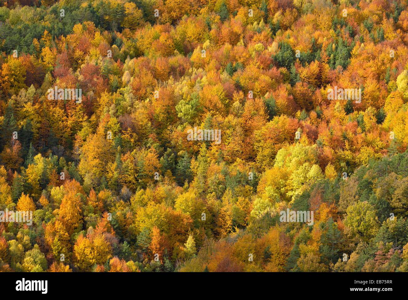Bosque mixto en hi-res stock photography and images - Alamy