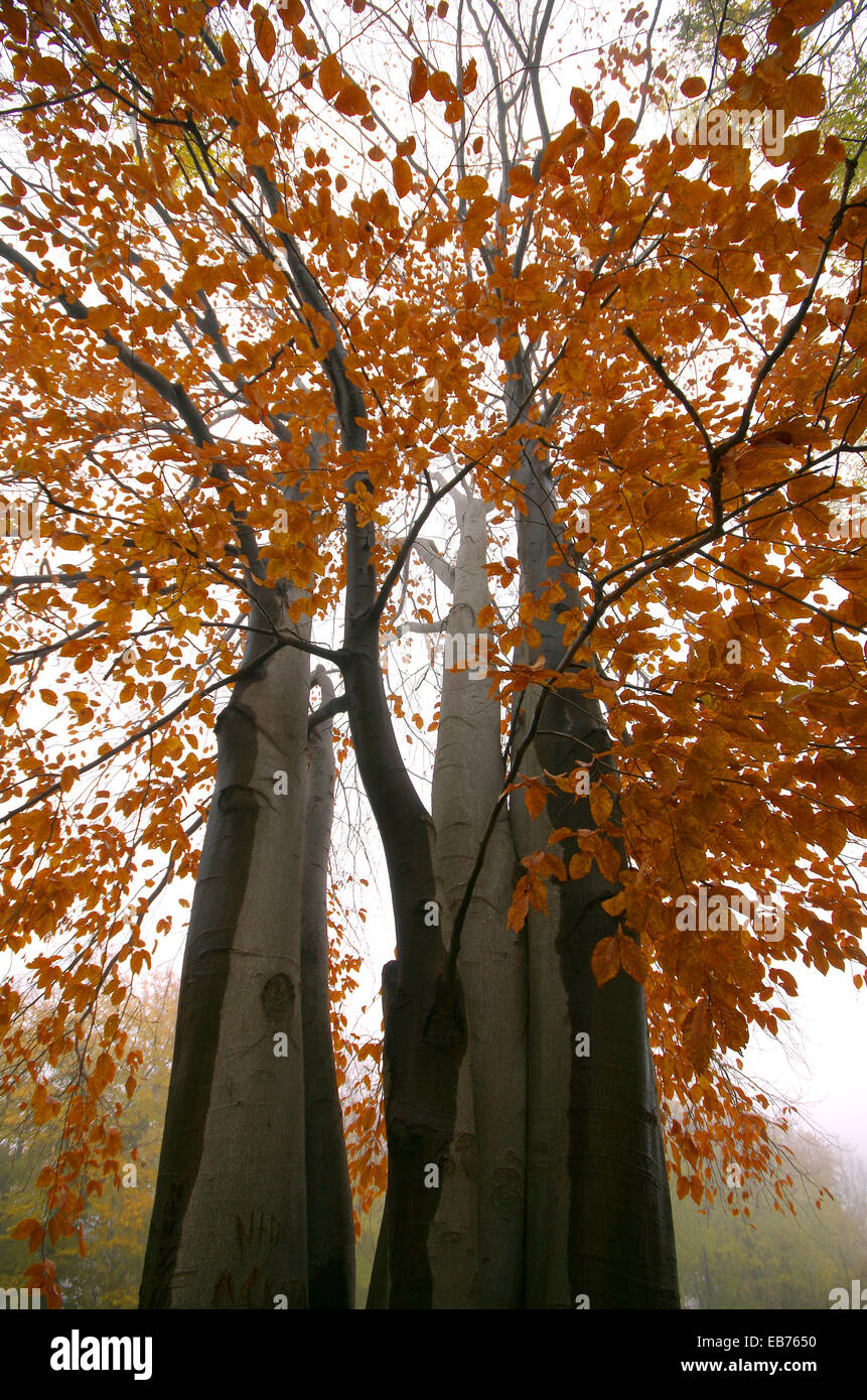 Beech tree orange leaves hi-res stock photography and images - Alamy