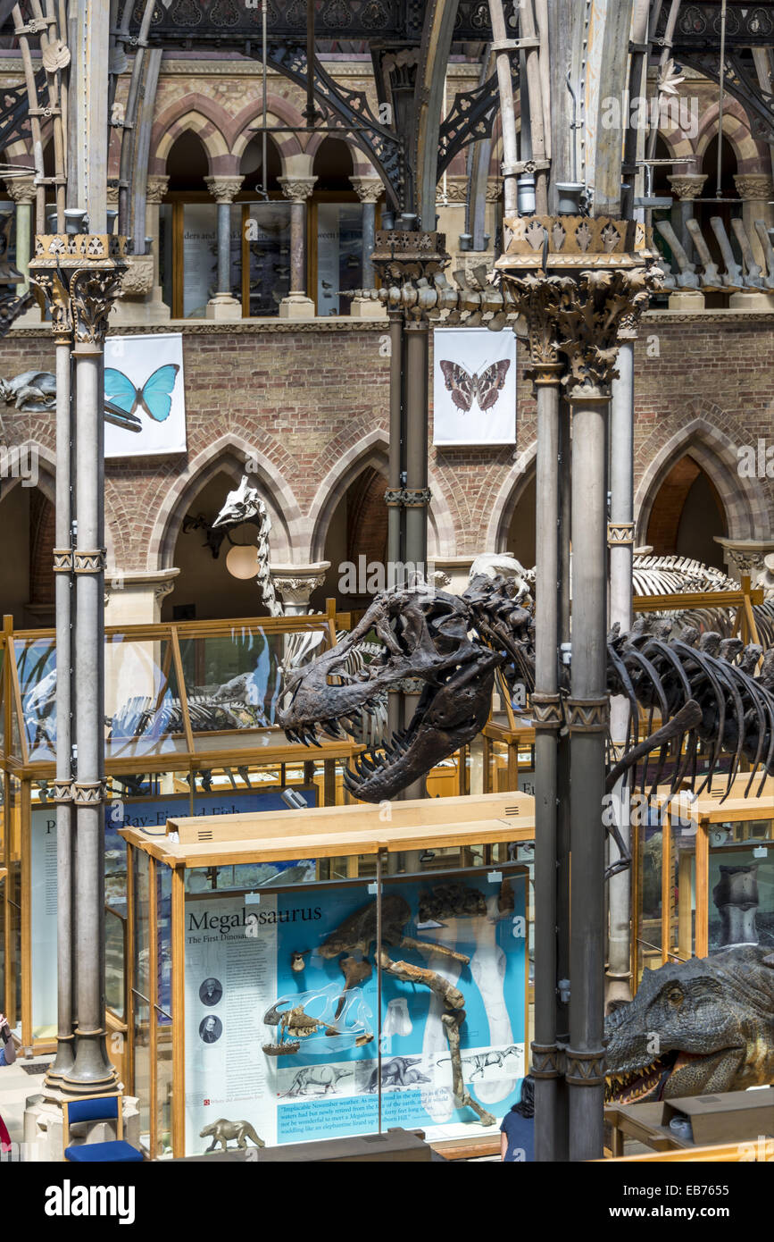 A cast of the skeleton of Stan, an adult T Rex in the central isle of ...