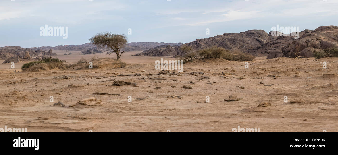 Skeleton bush hi-res stock photography and images - Alamy