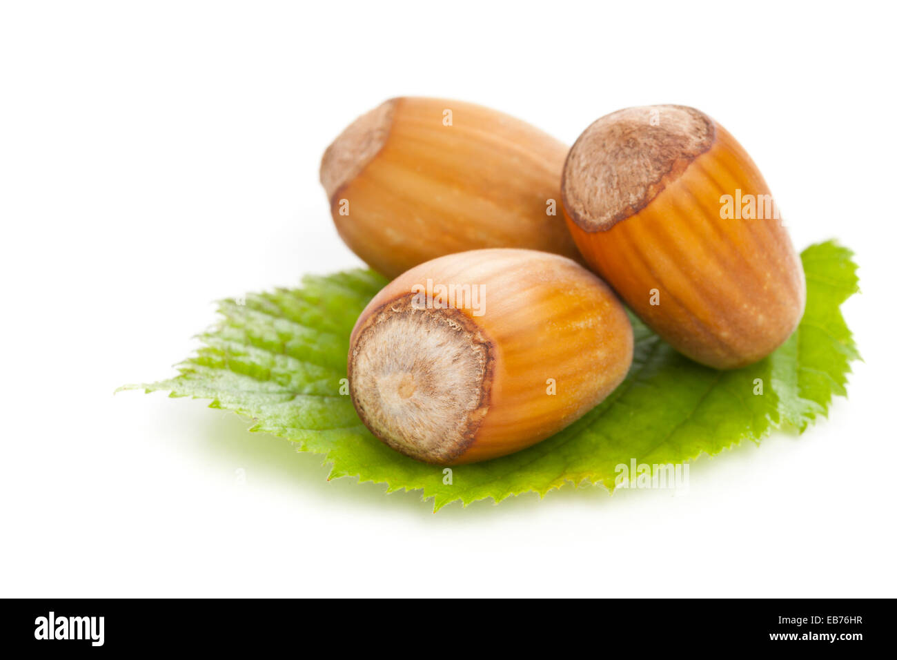 Heap of organic hazelnuts on hazelnut leaf over white background ...