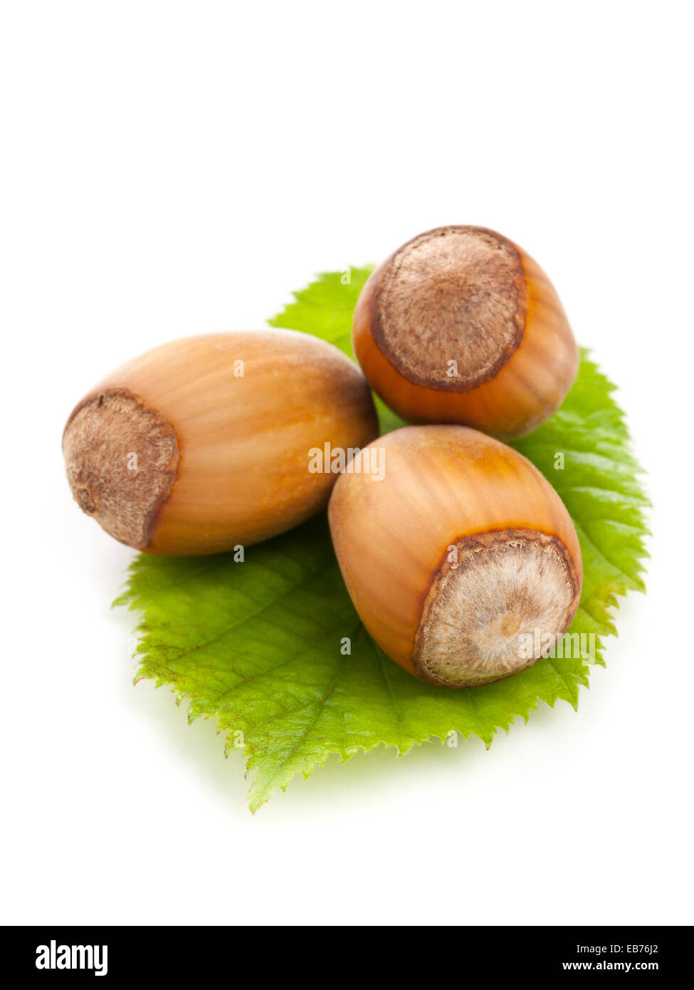 Heap of organic hazelnuts on hazelnut leaf over white background ...