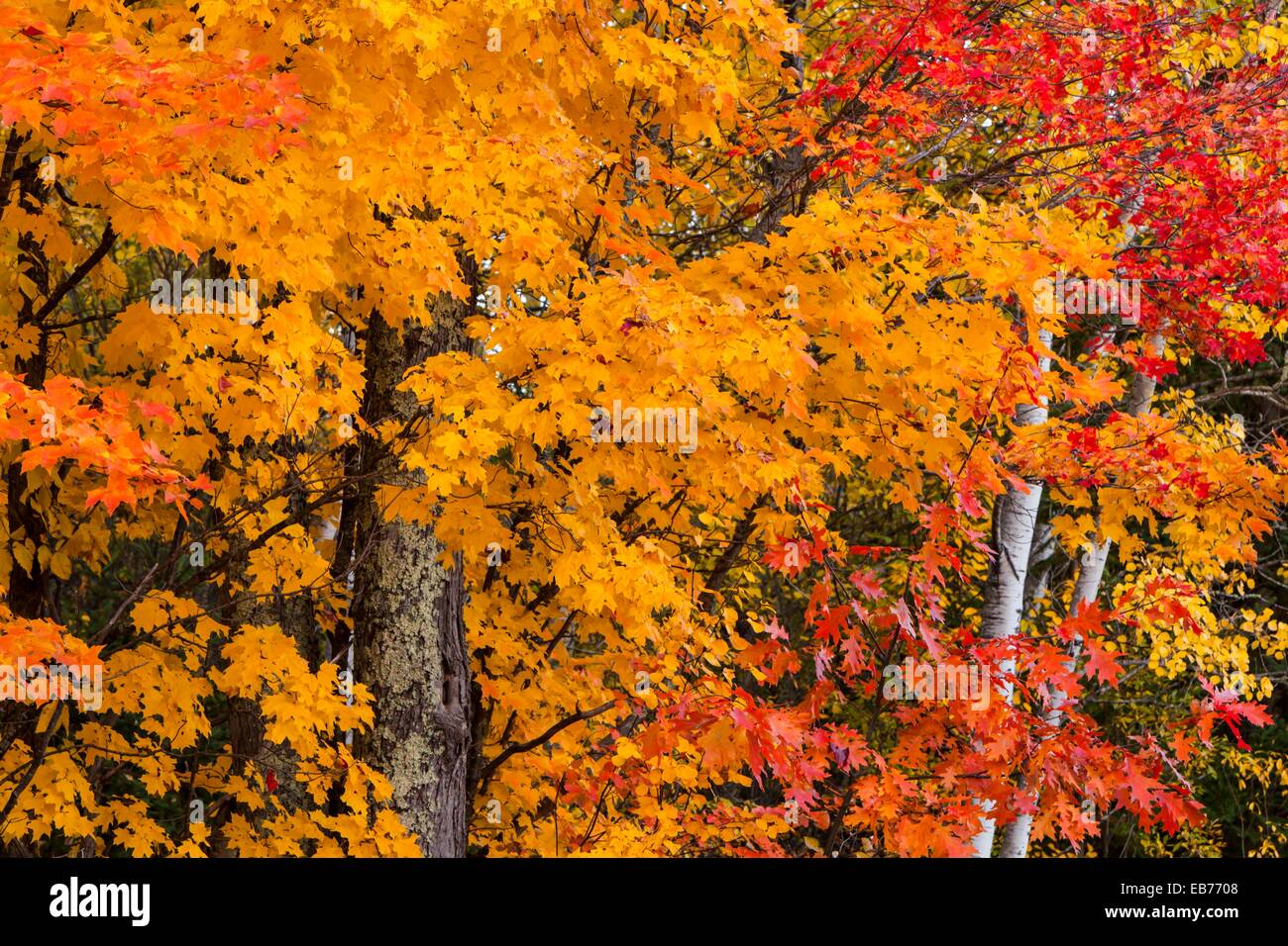 Fall foliage color in the trees of the deciduous forests of the Upper ...