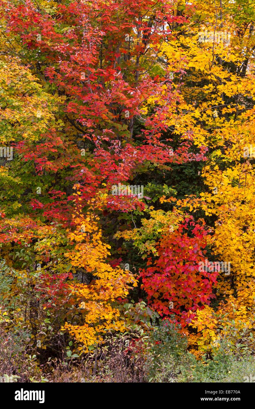 Fall foliage color in the trees of the deciduous forests of the Upper ...