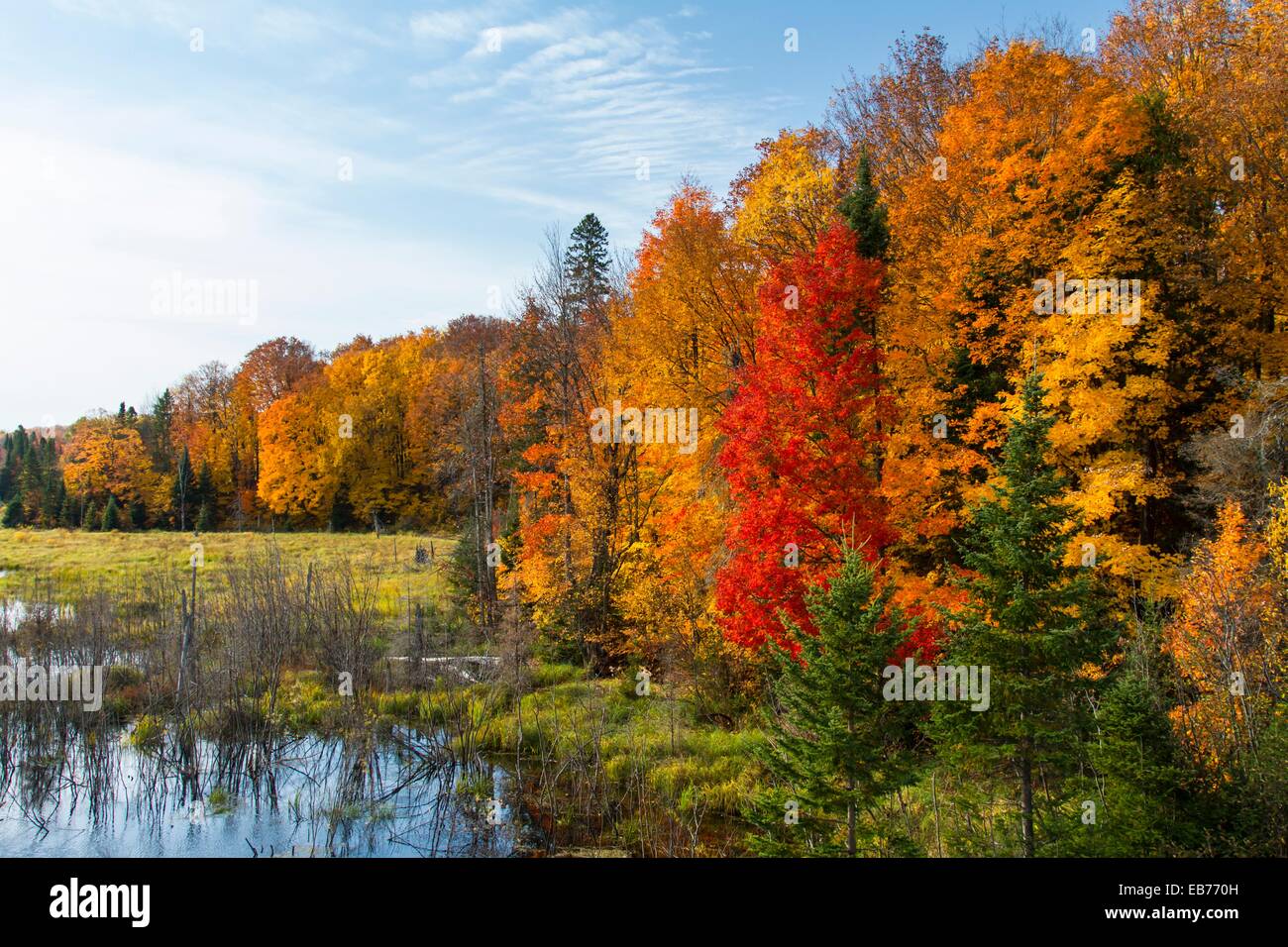 A marsh with fall foliage color in the Upper Penninsula of Michigan ...