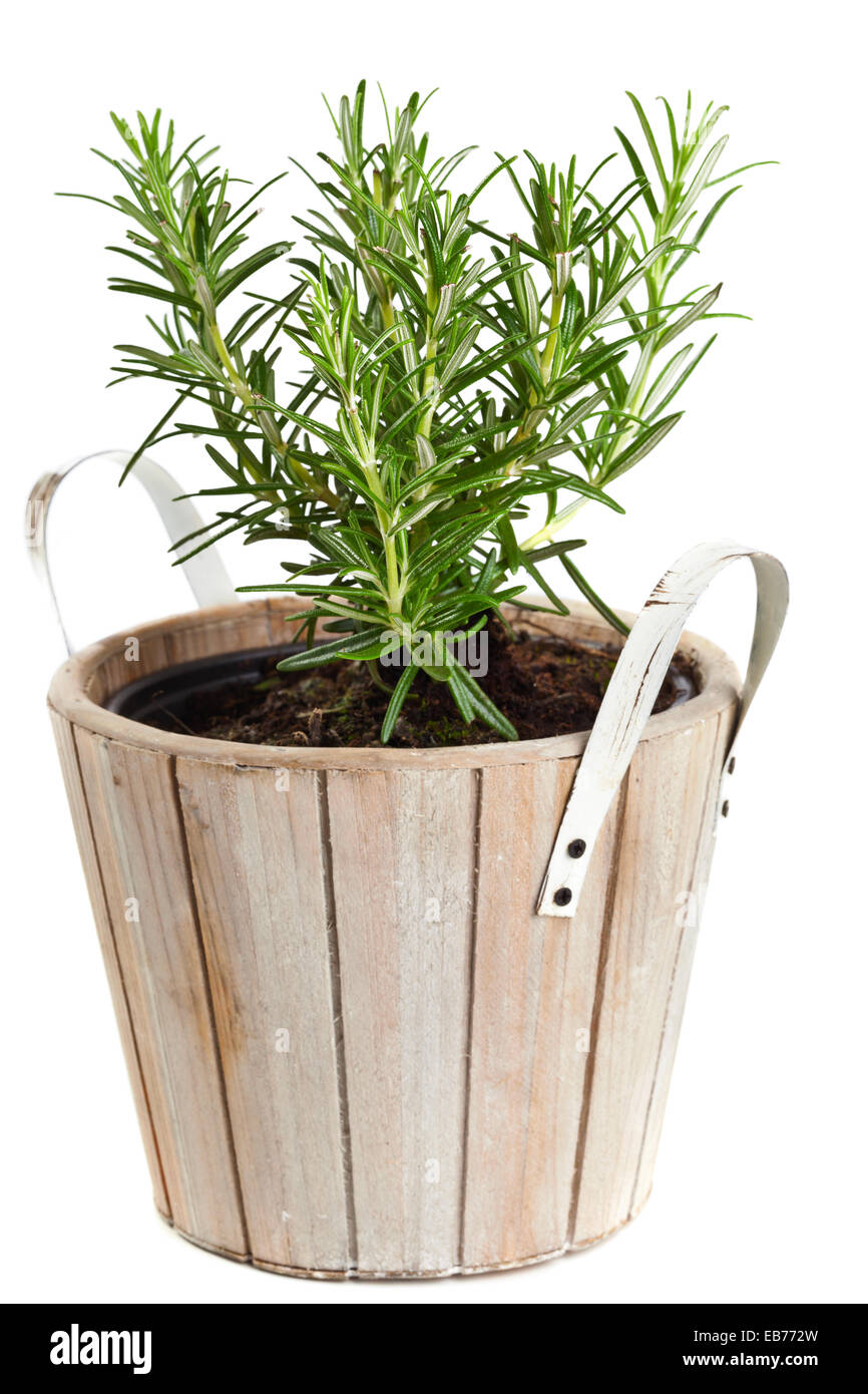 Potted rosemary over white background Stock Photo - Alamy