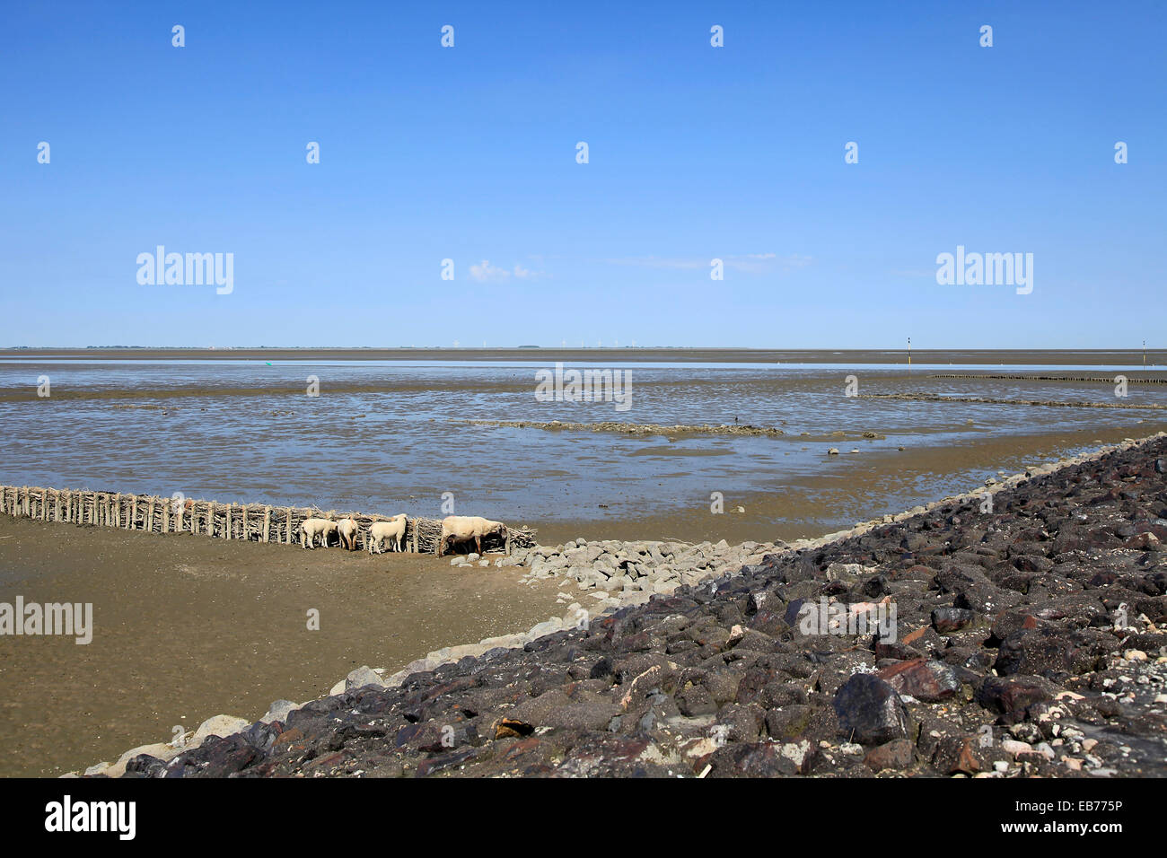 The land reclamation in the Wadden on the North Sea coast has a great ...