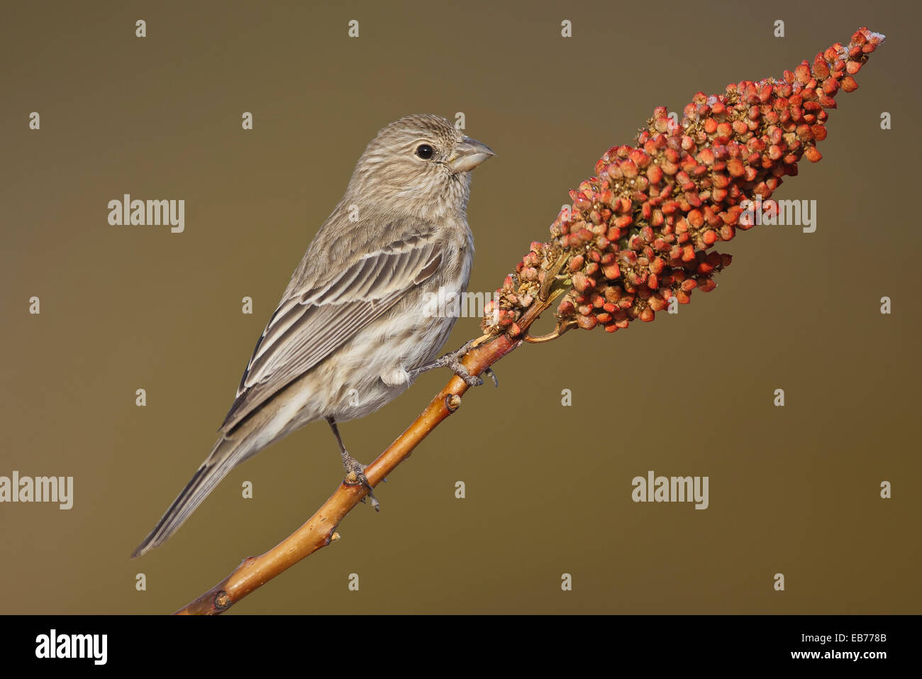 Female house finches hi-res stock photography and images - Alamy
