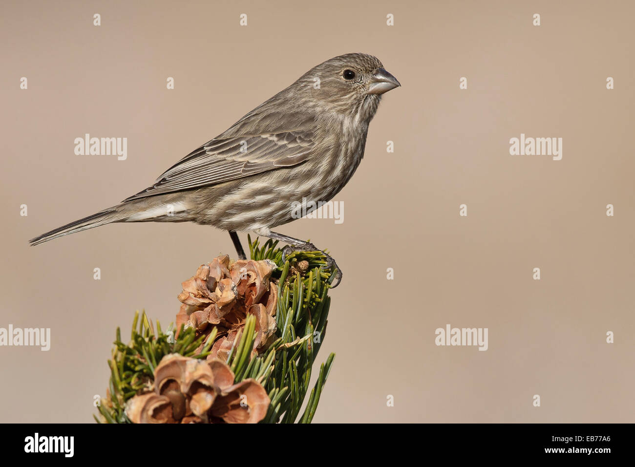 House Finch Stock Photos & House Finch Stock Images - Alamy