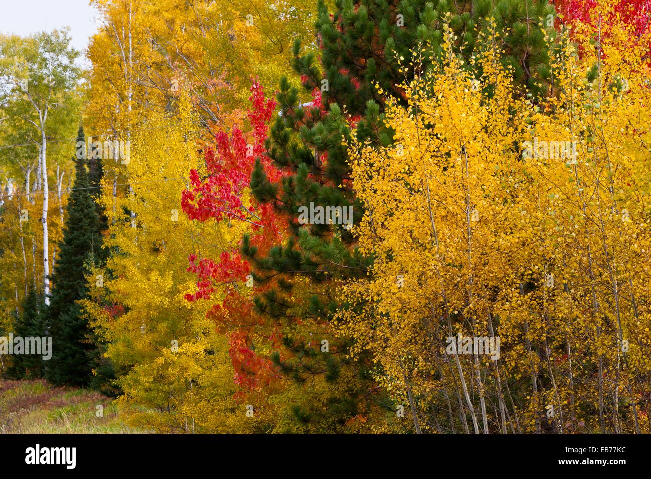 Fall foliage color in the deciduous forests of northern Minnesota, USA ...