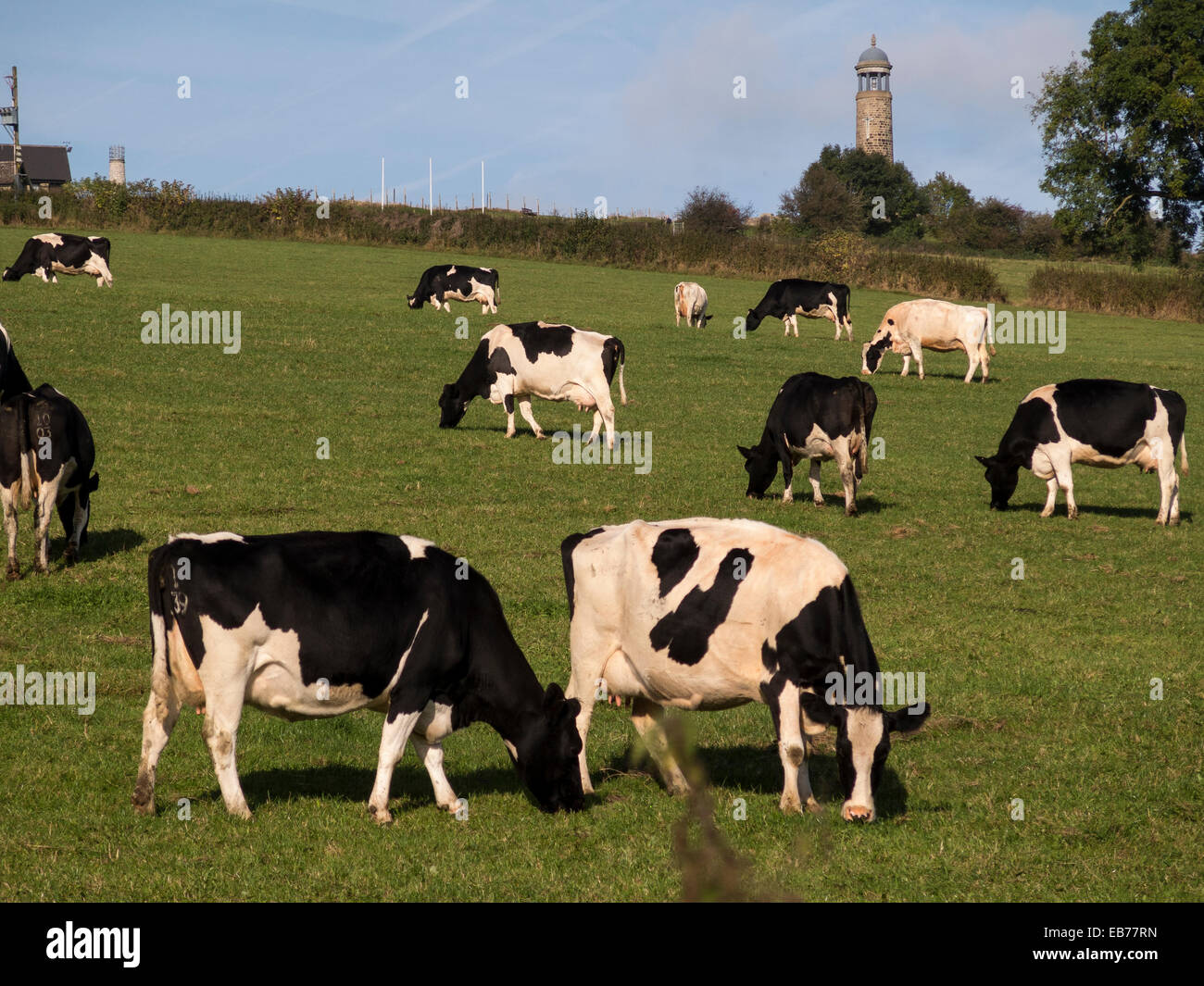 cows near matlock,derbyshire,uk Stock Photo - Alamy