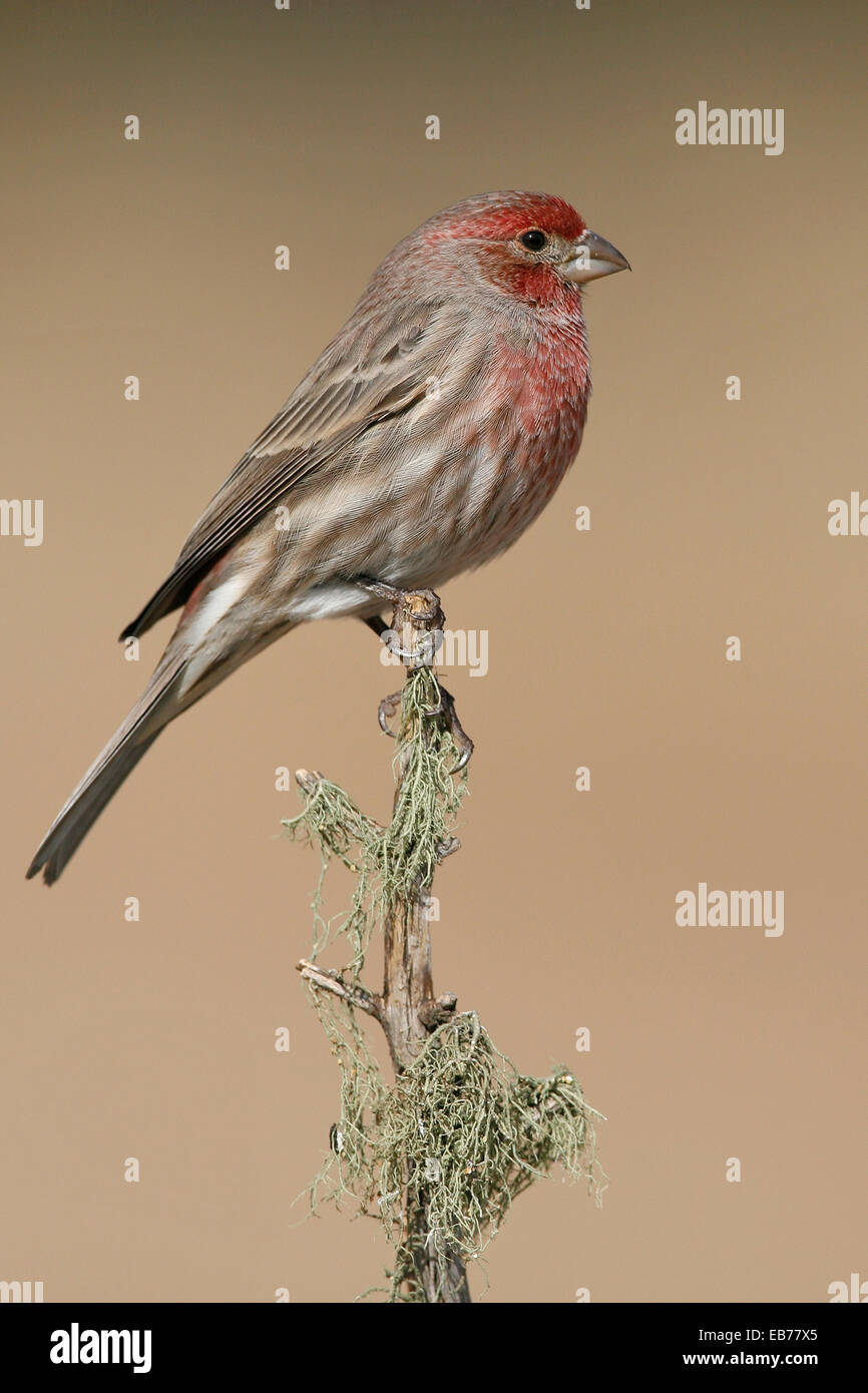 Carpodacus mexicanus male bird birds hi-res stock photography and ...