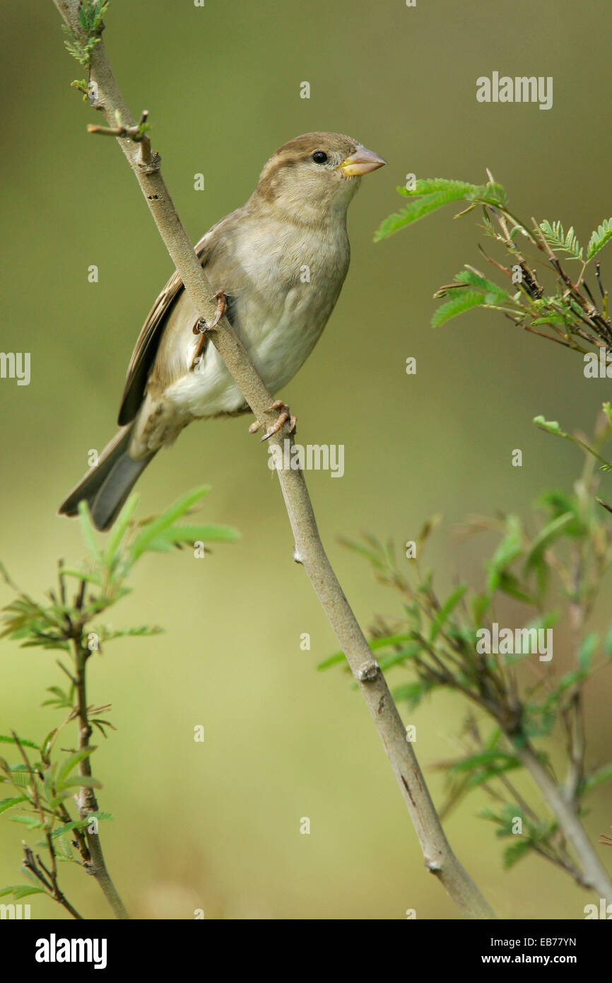 House Sparrow - Passer domesticus - female Stock Photo - Alamy