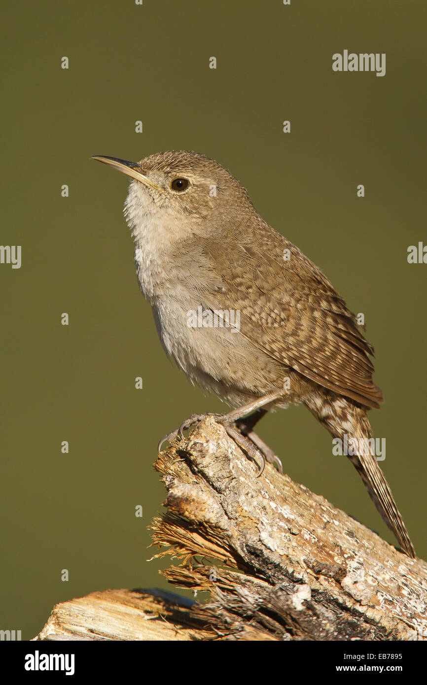 North american wrens hi-res stock photography and images - Alamy