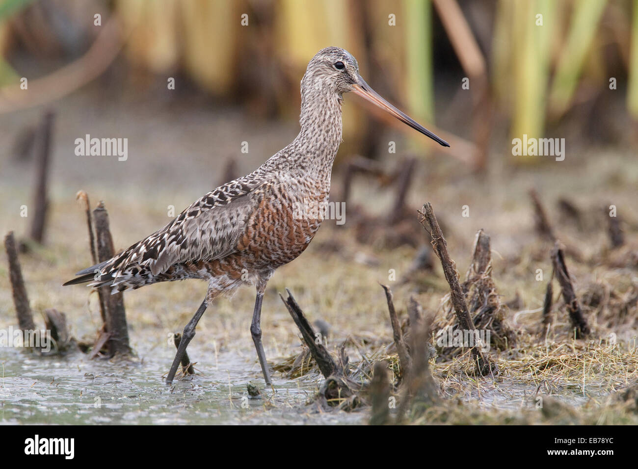 Hudsonian Godwit - Limosa haemastica - adult in transition to breeding ...